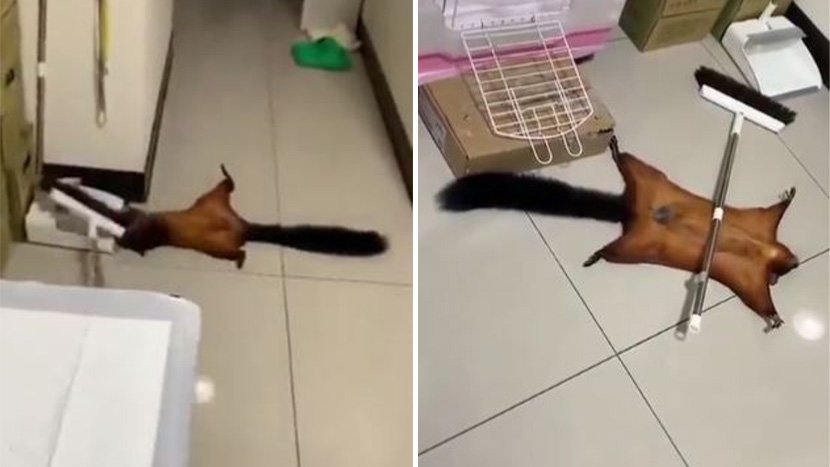 Leteća veverica se pretvara da je mrtva Tviter - Ljubimci Telegraf