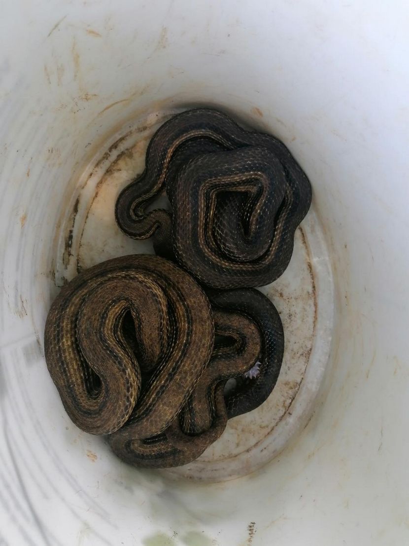 Vatrogasci iz Pule izvukli iz podruma kuće dve najduže zmije u Evropi ...