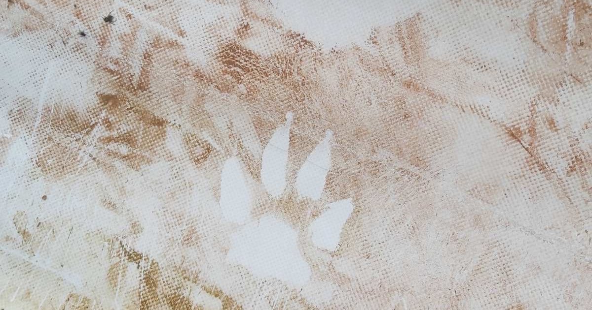 Medved se pojavio u selu Trešnjevica kod Arilja - Telegraf.rs