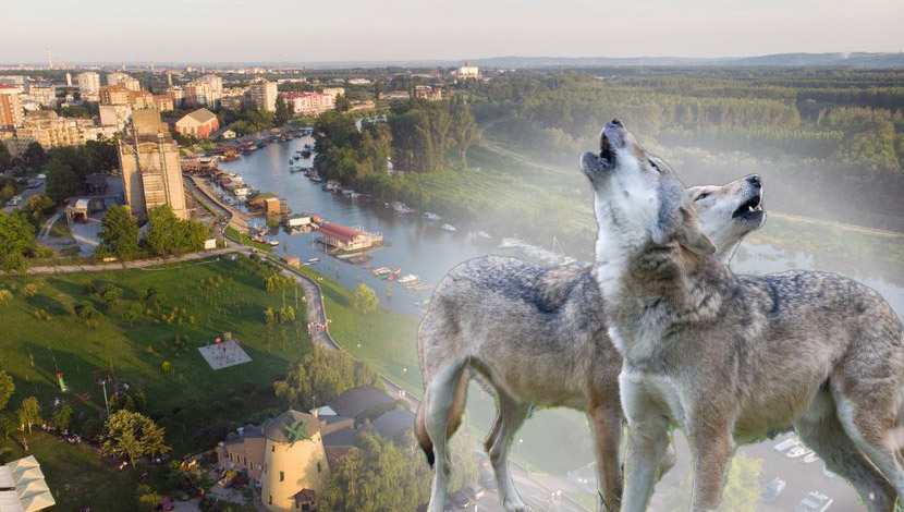 Pančevci čuju zavijanje vukova - Telegraf.rs