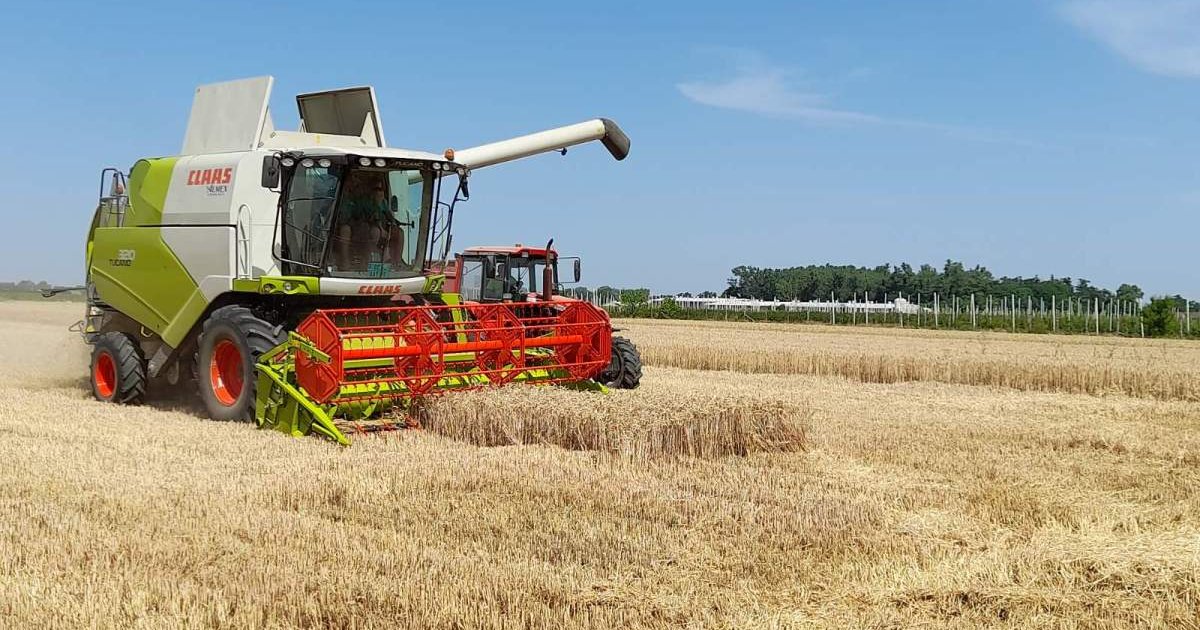 Pšenica slabije rodila - Telegraf Biznis