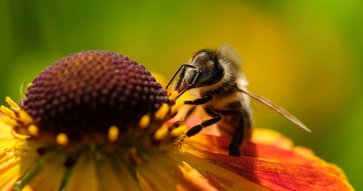 Ova garderoba i parfemi su okidači za ubod pčela i osa u letnjim danima ...