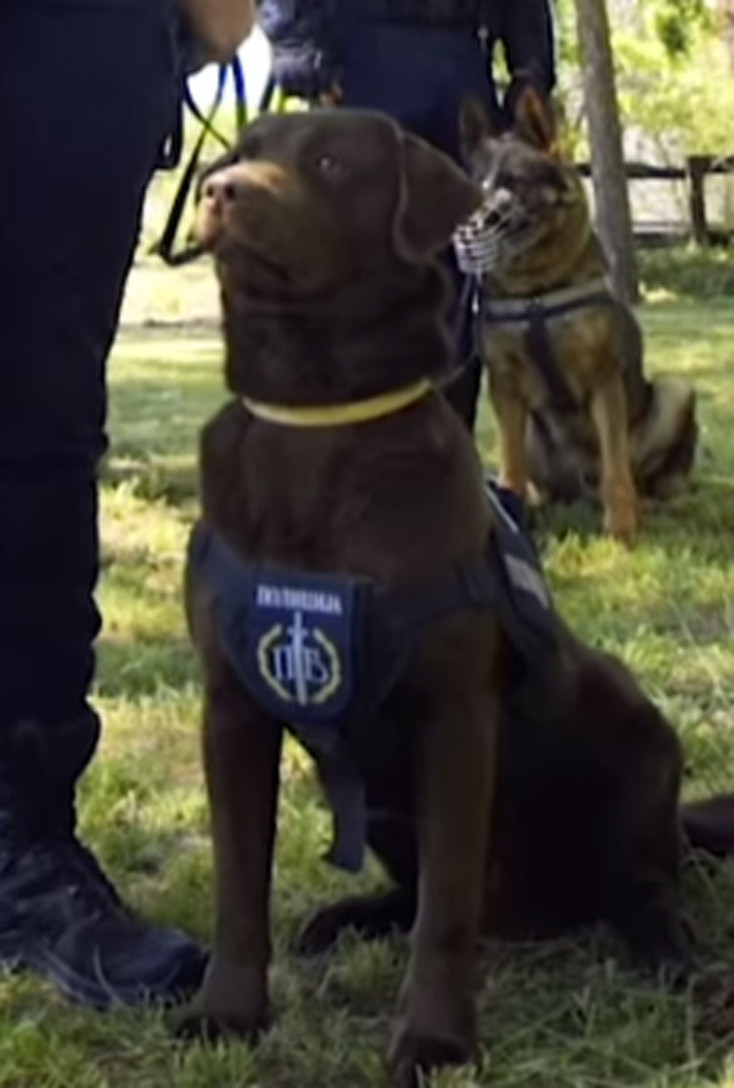 Policijski psi u službi građana - Telegraf.rs