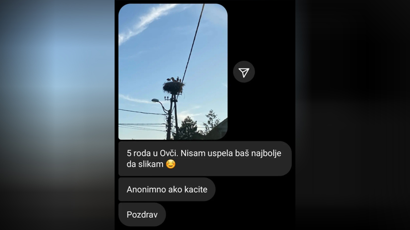 Beograd je pravi raj za rode: Na jednoj banderi u Ovči "skućilo" se ...