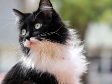 Rase mačaka - Ljubimci Telegraf