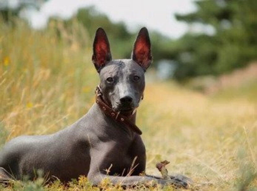 Meksički golokoži pas xoloitzcuintli - Ljubimci Telegraf