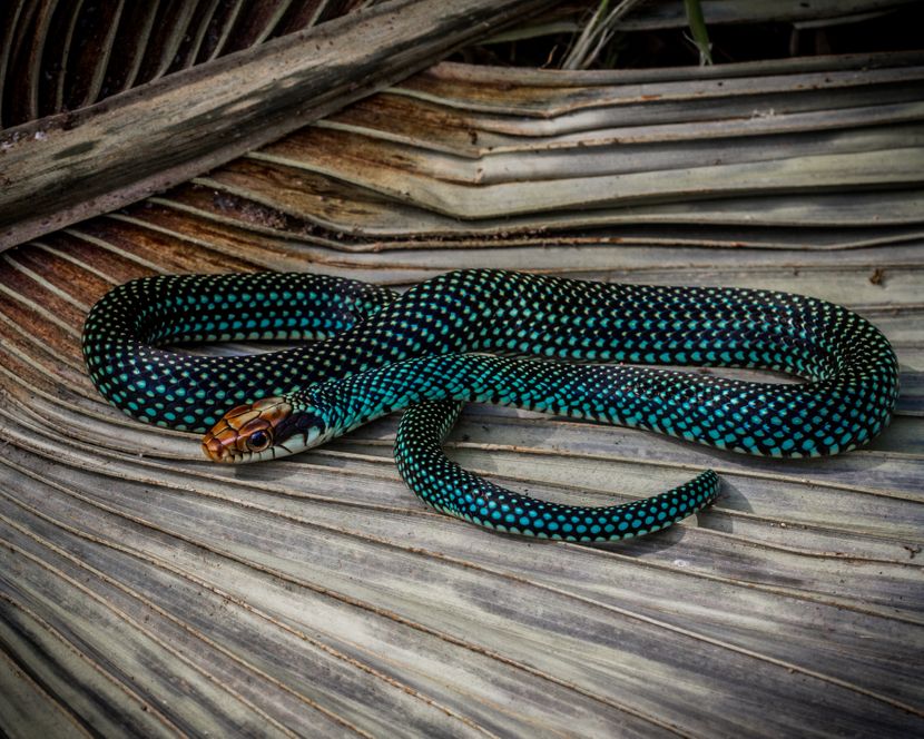 Najpoznatije vrste plavih zmija - Ljubimci Telegraf