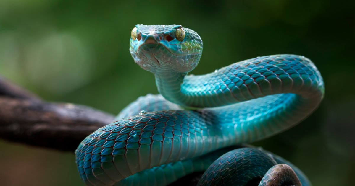 Najpoznatije vrste plavih zmija - Ljubimci Telegraf