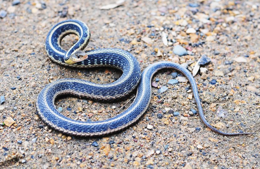 Najpoznatije vrste plavih zmija - Ljubimci Telegraf