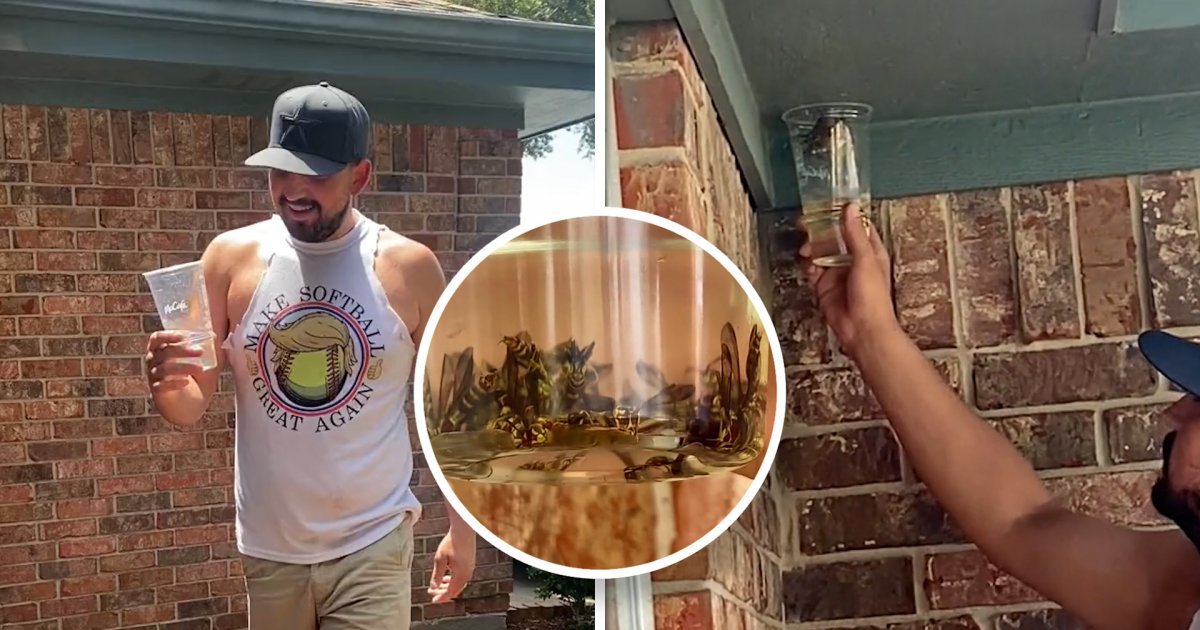 Kako uništiti osinjak bezbedno - Telegraf.rs