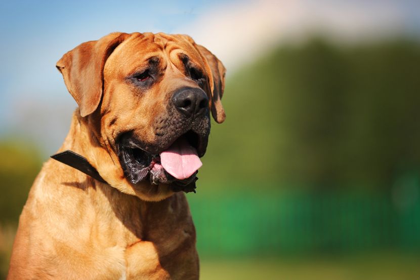 Pet najpoznatijih japanskih rasa pasa - Ljubimci Telegraf
