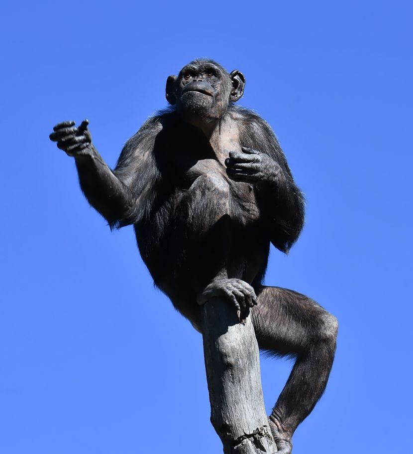 Alfa šimpanza krade orlov obrok prilikom „neobičnog i uzbudljivog ...