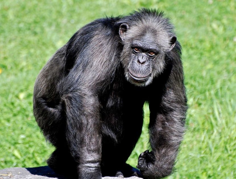 Svetski dan šimpanze 14. jul - Ljubimci Telegraf