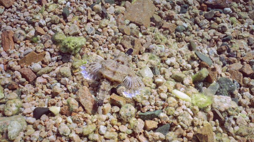 Srpski turisti ponovo na meti otrovne ribe "dragane" - Telegraf.rs