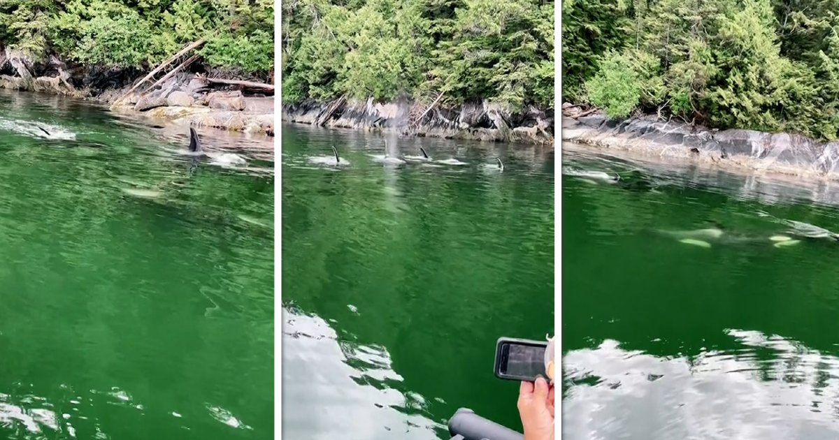 Otac i sin na pecanju pored plivaju Orke - Telegraf.rs