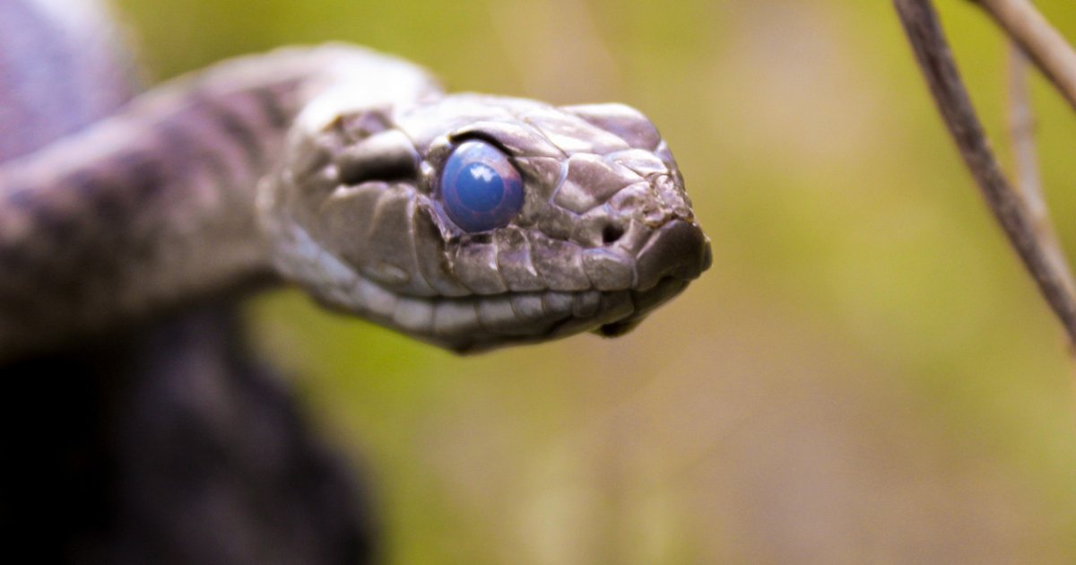 Zaostala zaštita očiju zmije u vidu opne - Ljubimci Telegraf
