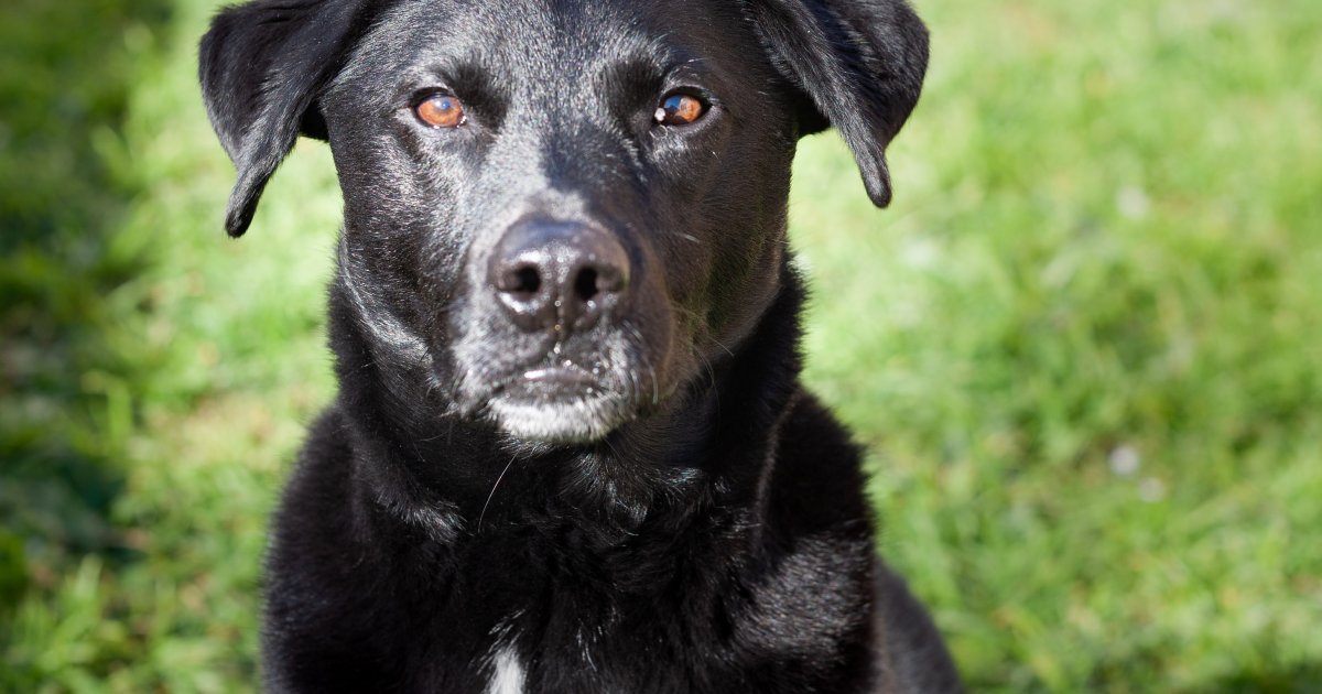 Borador rasa pasa - Ljubimci Telegraf