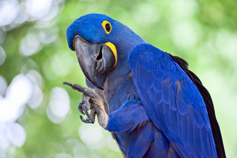 Plavi zumbul ara najveći papagaj na svetu - Ljubimci Telegraf
