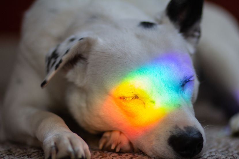 Može li pas da predoseti svoju smrt - Ljubimci Telegraf