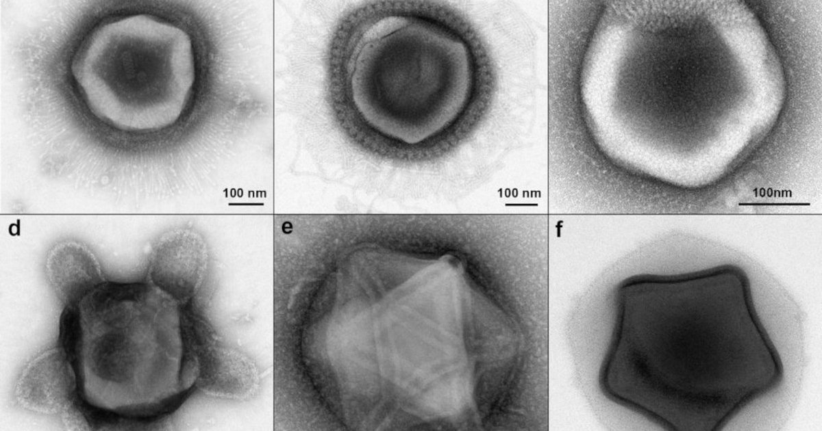 Bizarni pipci i omotač u obliku zvezde: Džinovski virusi iz šumskog ...