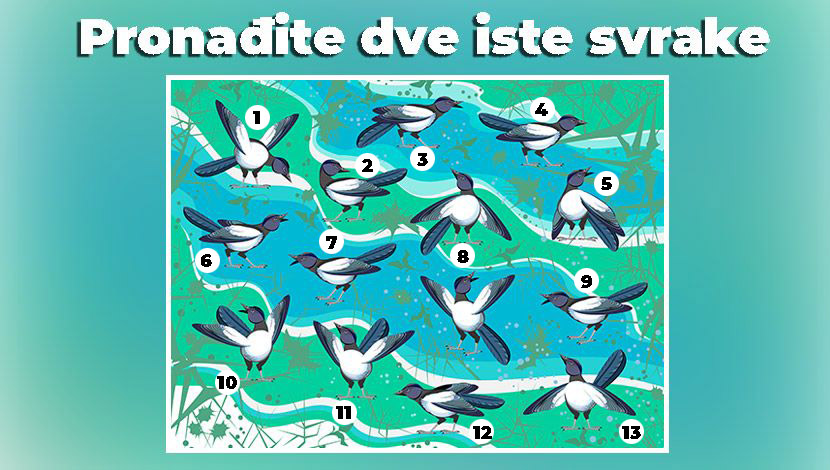 Mozgalica svrake - Ona.rs