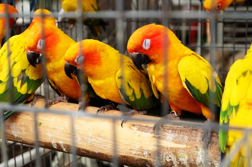 Kako ptice spavaju - Ljubimci Telegraf