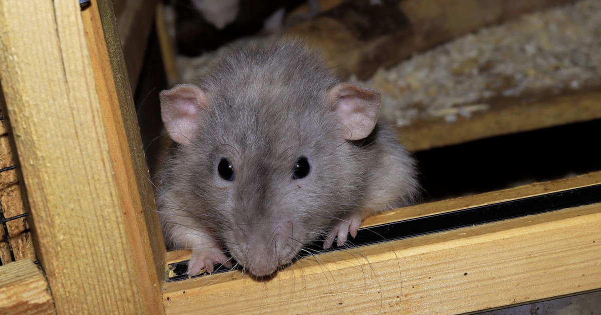 Navala pacova u policijskoj stanici u Nju Orleansu: Jedu i zaplenjenu ...