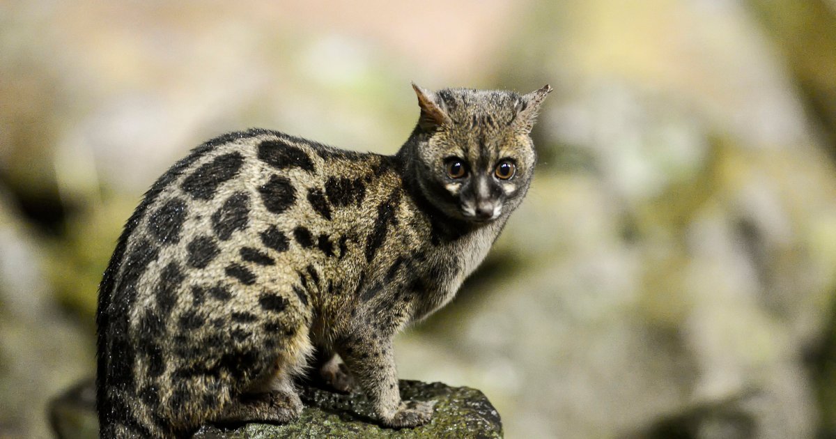 Cibetka rođaka mačke kafa kopi luvak - Ljubimci Telegraf