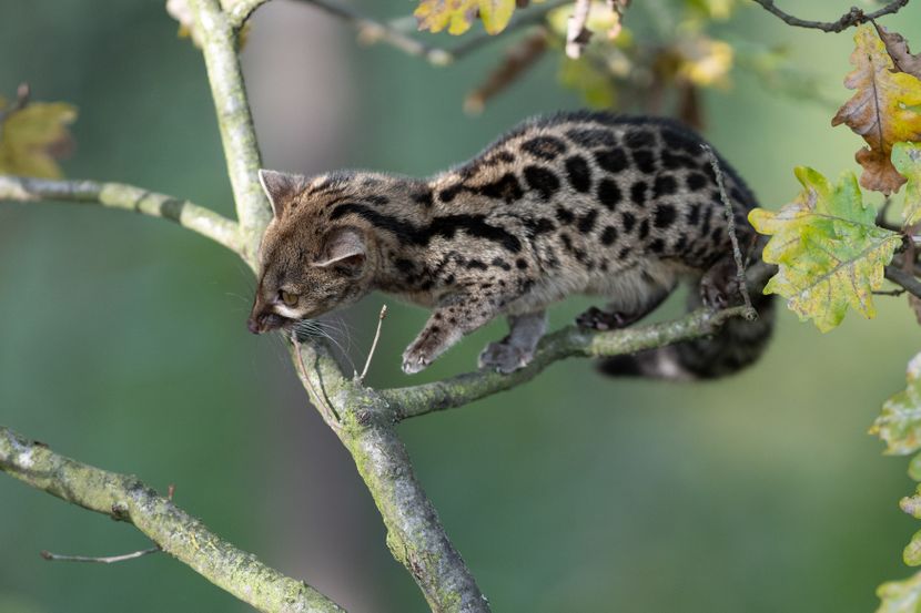 Cibetka rođaka mačke kafa kopi luvak - Ljubimci Telegraf