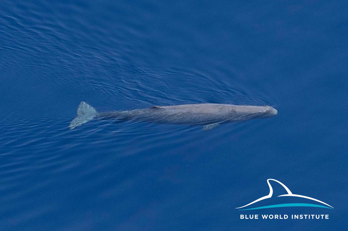 Jato kitova u Jadranskom moru - Telegraf.rs