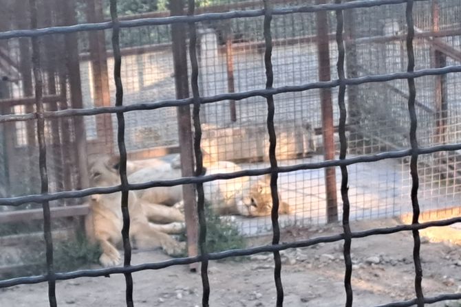 Posetili smo Zoo vrt u Boru koji su optužili za izgladnjivanje ...
