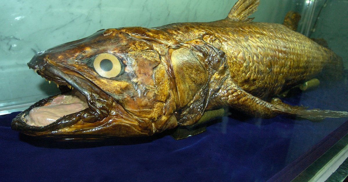 Neverovatna riba, koja je decenijama smatrana izumrlom, a onda ponovo ...