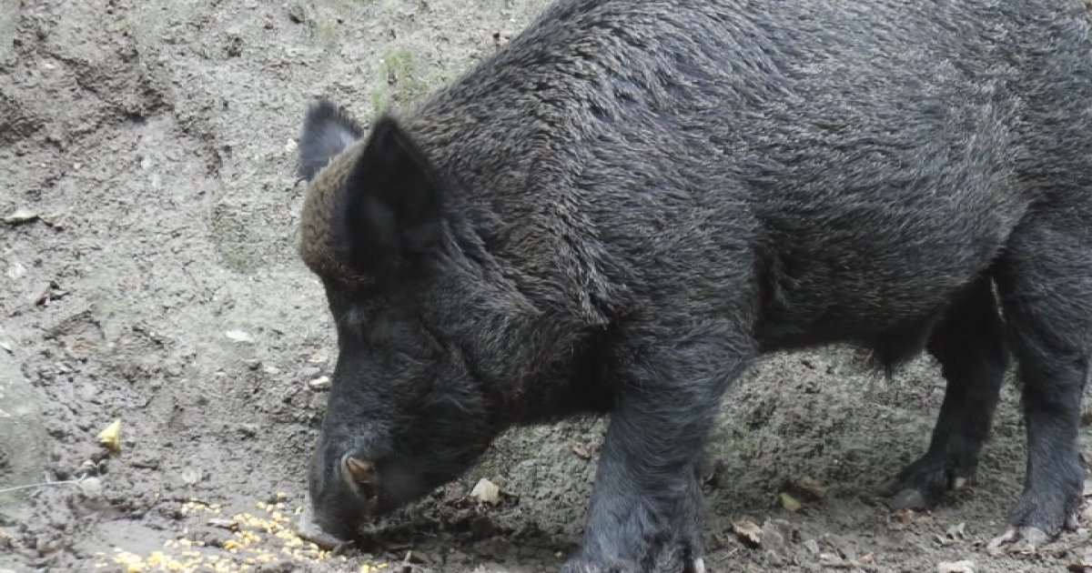 Velika sramota u Prijepolju: Ubijena ženka divlje svinje koja je na ...