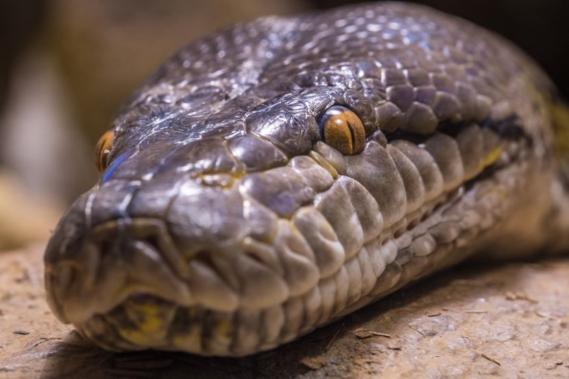 Mrežasti piton - Ljubimci Telegraf