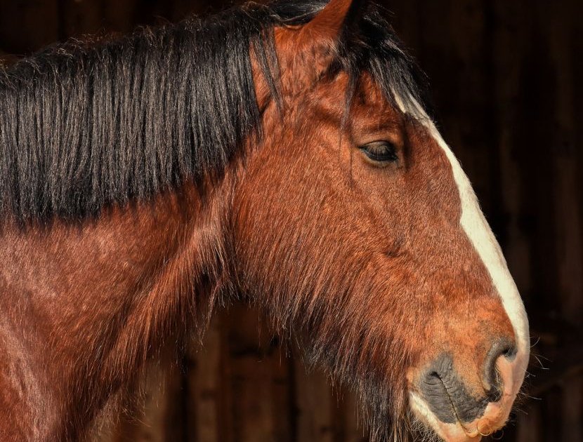 12 najređih rasa konja na svetu - Ljubimci Telegraf
