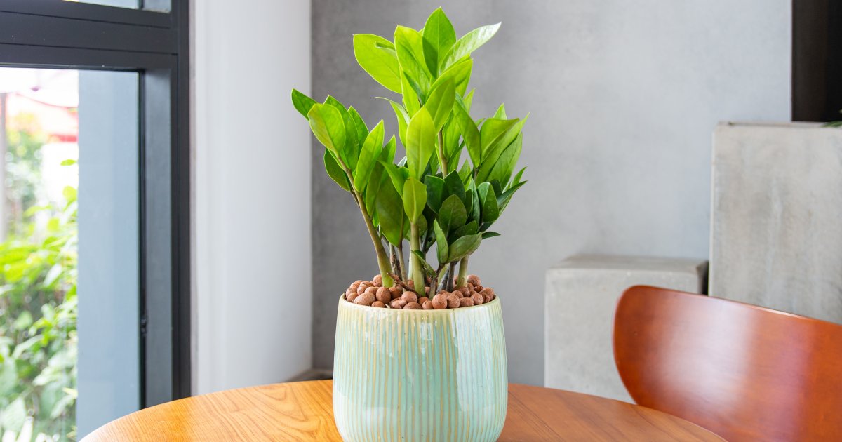 Biljke koje donose novac u kuću - Telegraf Biznis