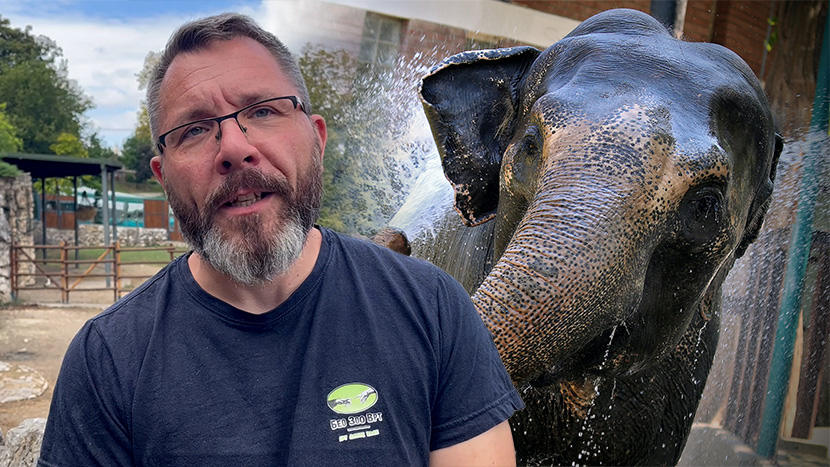 Preminula slonica Tvigi - Telegraf.rs