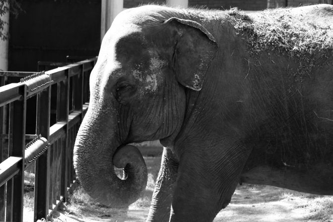 Poslednji snimak i slike slonice Tvigi - Telegraf.rs
