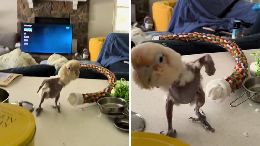 Papagaj bez perja pleše TikTok - Ljubimci Telegraf