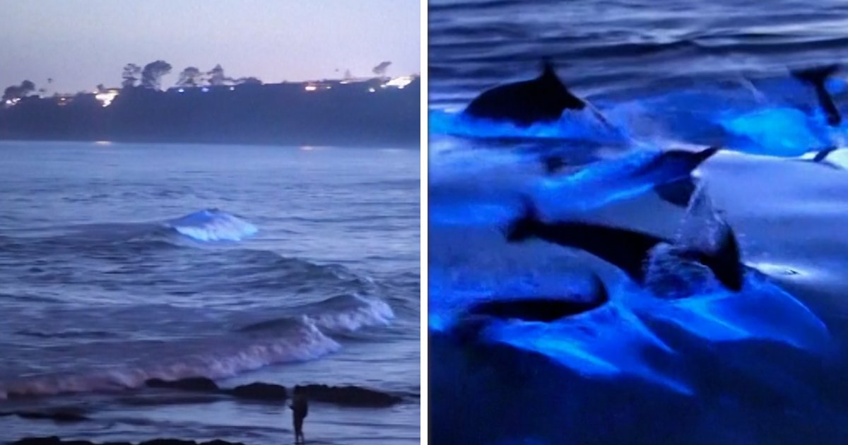 delfini talasi more - Telegraf.rs