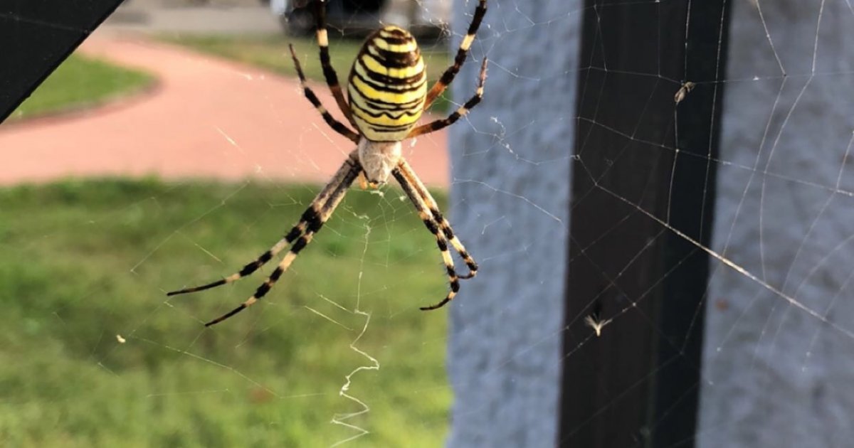 Pauk osa ponovo viđen u Srbiji - Telegraf.rs