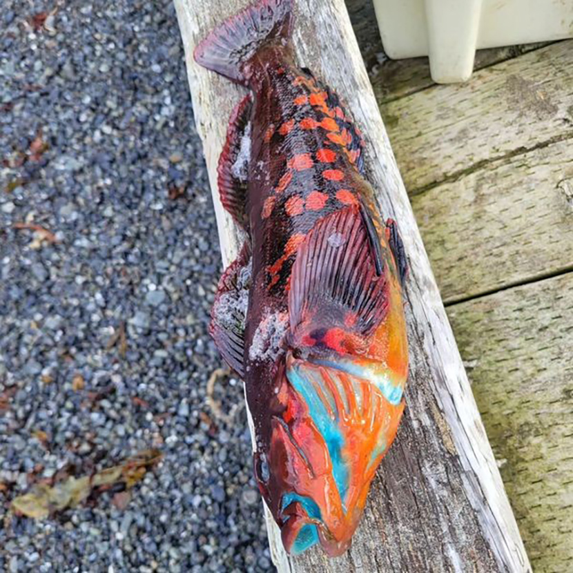 Meso ribe blistavo plave boje, transformiše se kada se skuva - Telegraf.rs