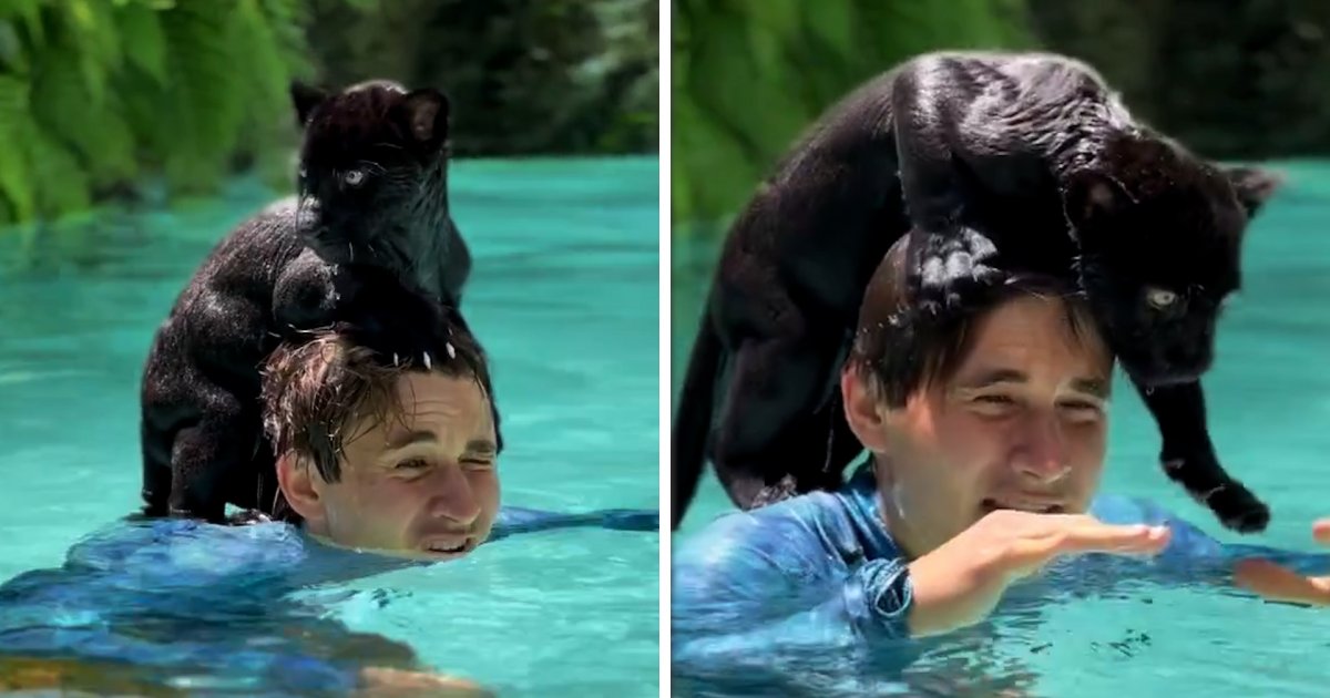 Crni panter mu je omiljen ljubimac - Telegraf.rs