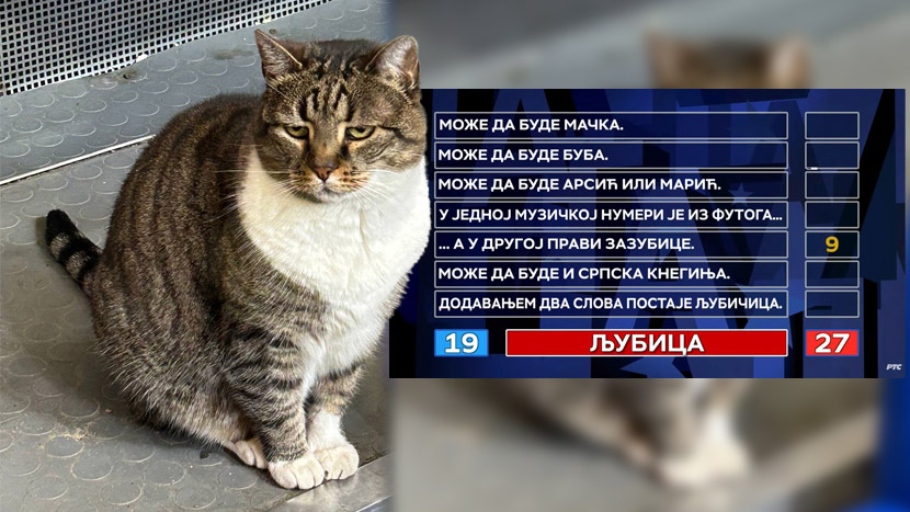 Najpoznatija mačka Srbije završila u Slagalici: Živi u Pioniru, a ne ...