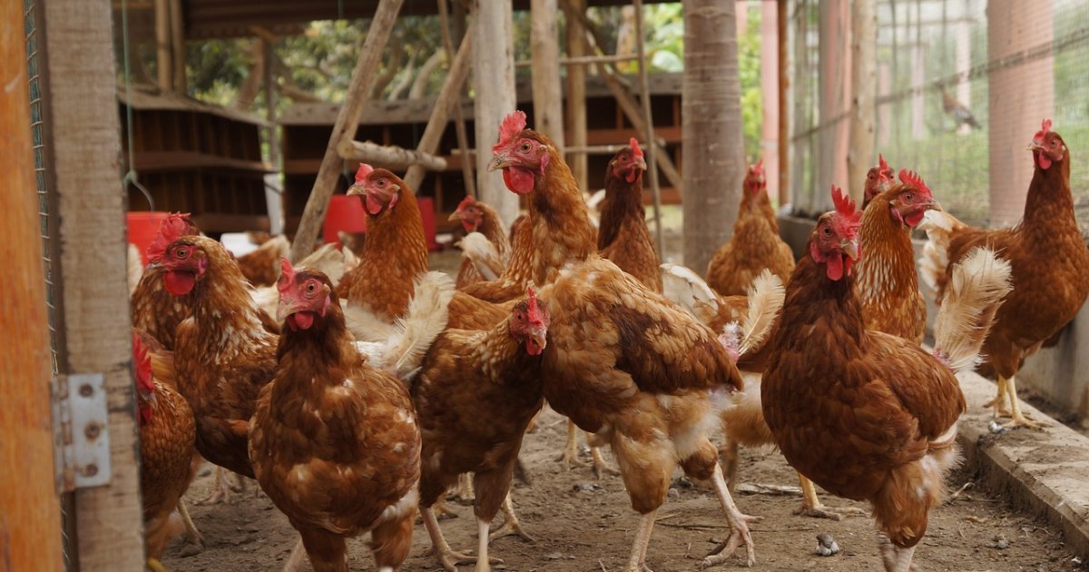 Čuvao kokoške, pa uhvatio stvorenje koje nije viđeno 130 godina ...