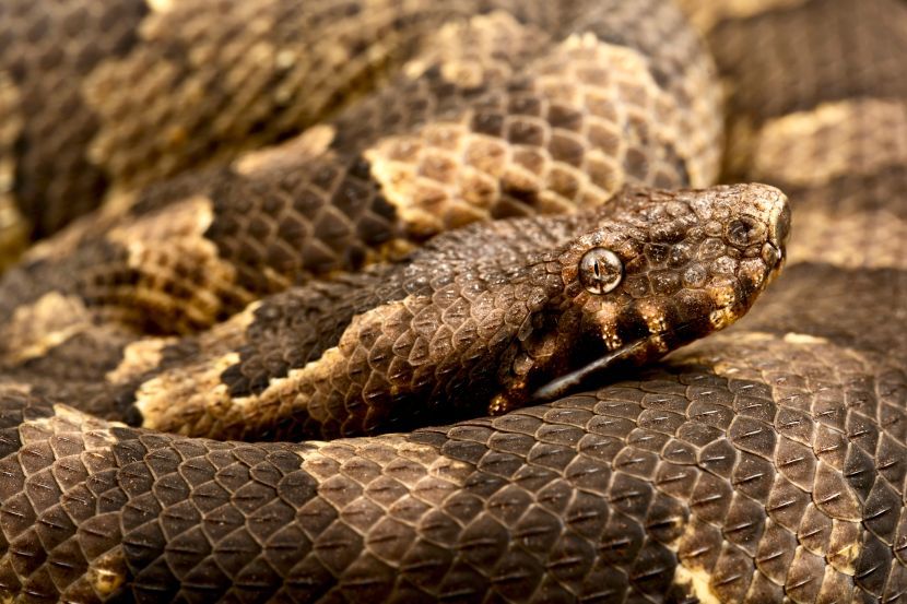 Šest vrsta zmija koje liče na zvečarku - Ljubimci Telegraf