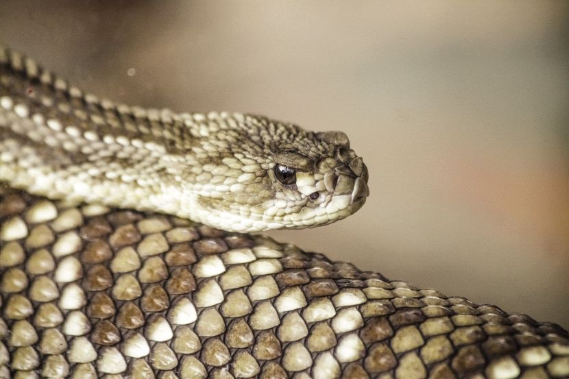 Šest vrsta zmija koje liče na zvečarku - Ljubimci Telegraf