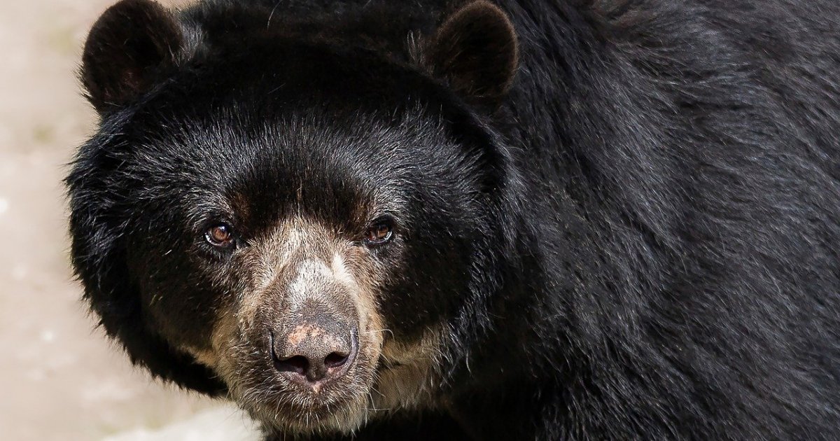 Prizor za nevericu: Medved šeta među rafovima i "razgleda" robu, a tek ...