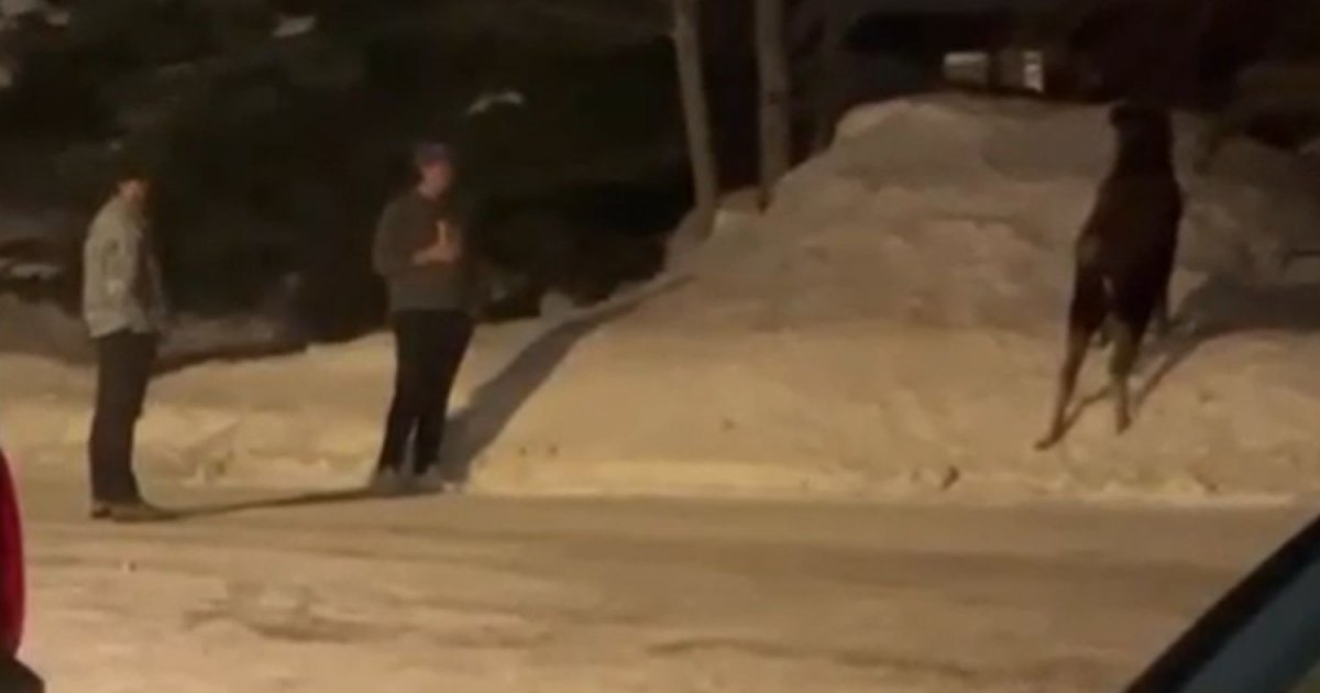 "Pomerite se, to je divlja životinja": Turisti se smejali i čačkali ...