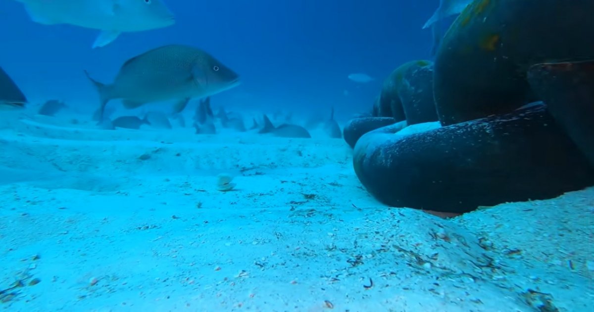 Spustio je kameru u more i snimio užas: Evo zašto je noćno kupanje ...